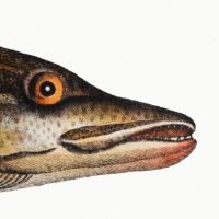 Finding Kay Ryan: a reading of ‘Dew’ – Stephen Payne